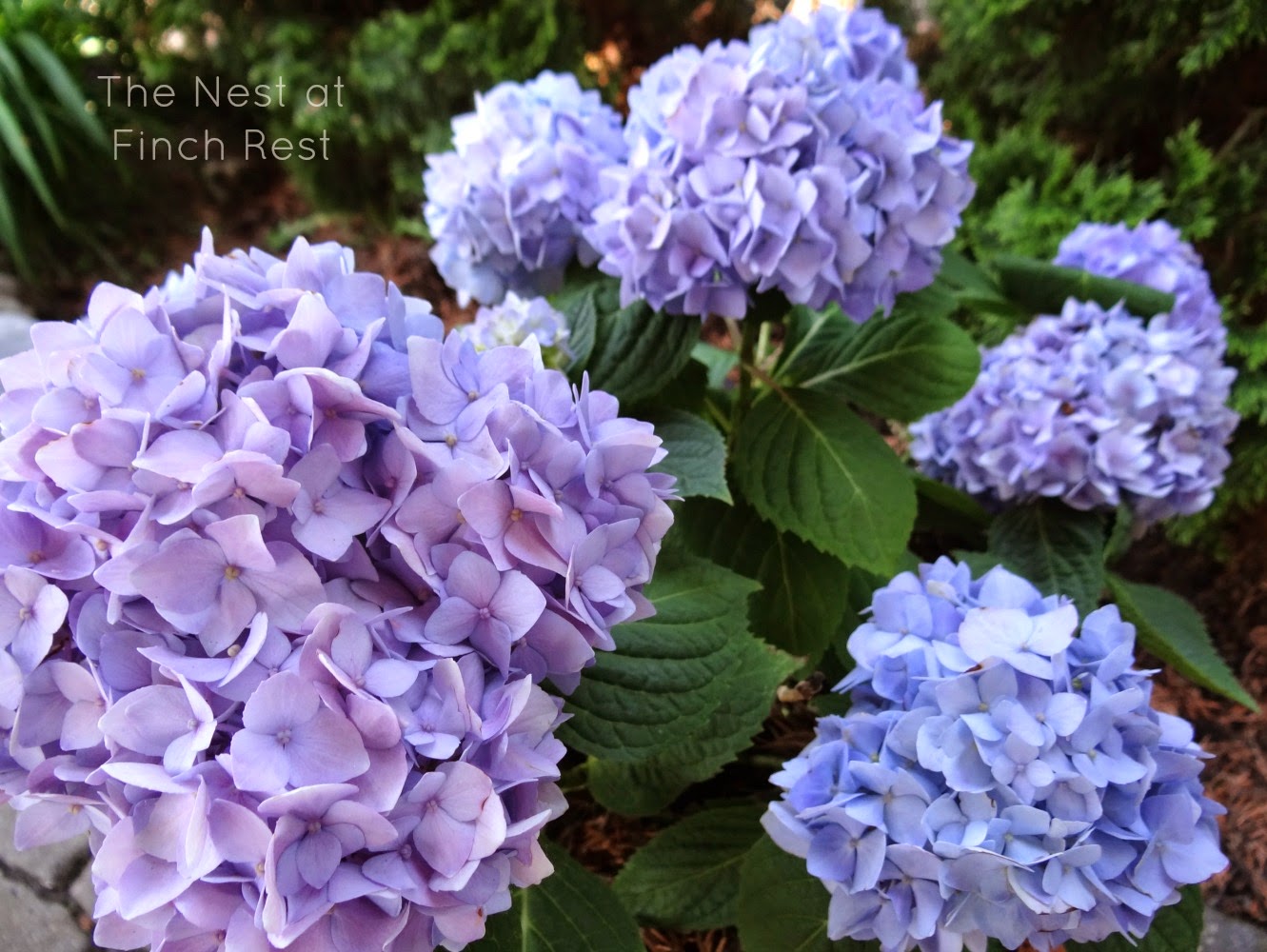 The Nest at Finch Rest: Teatime with Cake and Hydrangeas