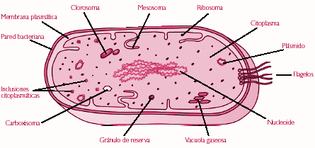 Los microorganismos: Estructura bacteriana