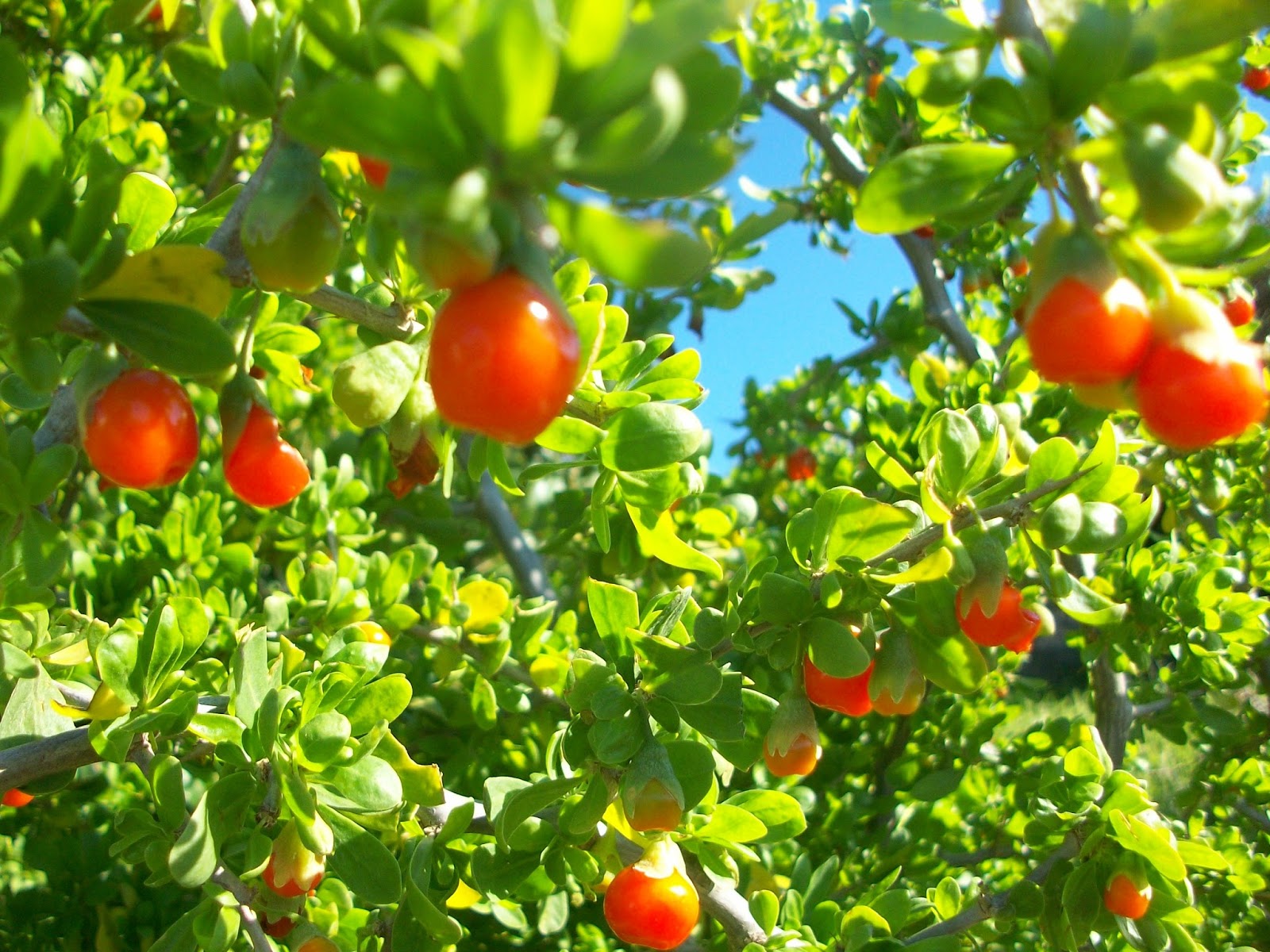 Gölge Gezgin: Cyprus Hiking 04 : Koruçam - Kayalar - Sadrazamköy