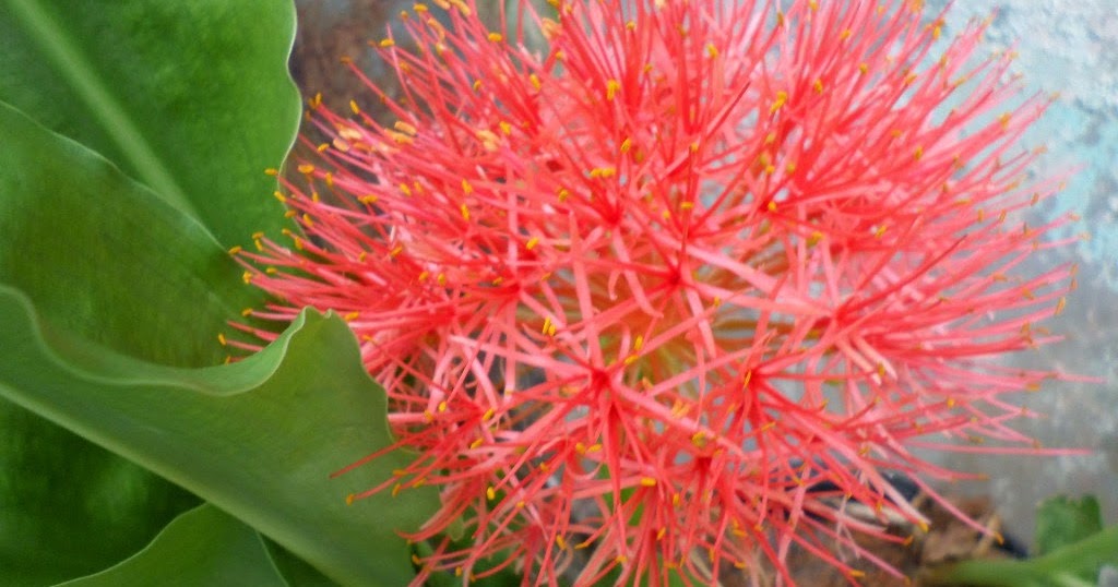 Taman Photo Ku: Bunga Bola Jarum