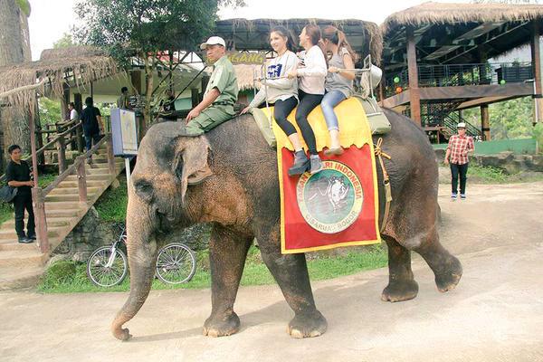 Fakta Unik dan Menarik Tentang Gajah - Sejuta Fakta Fakta Unik dan Menarik Tentang Gajah - Sejuta Fakta