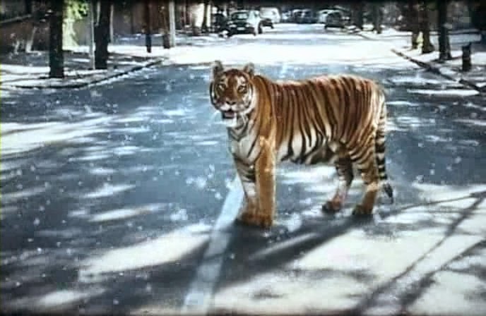 Riflessioni di Anna: "La tigre e la neve": storia di un amore autentico