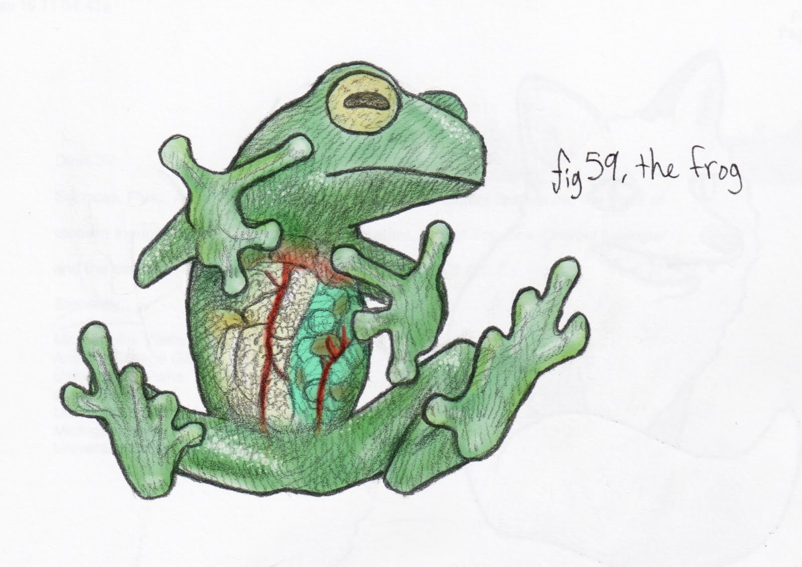Jun Makes Stuff: #75 The Frog (Glass Frog)