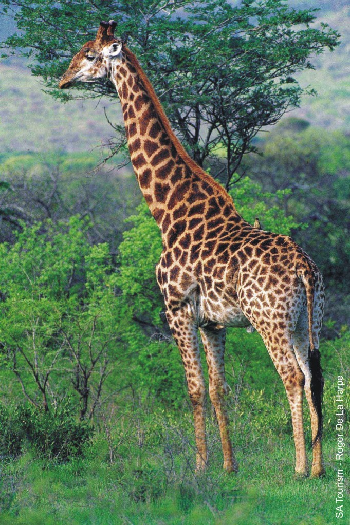 Encyclopedia: Giraffe