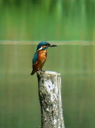 Ocells del meu país - Catalunya: d’octubre 2012