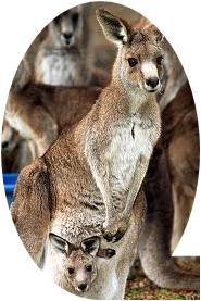 Oceanía: "Cinco Continentes En Uno": Fauna De Oceanía