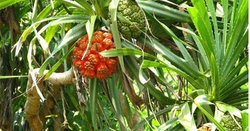 जानिए केवड़ा के फायदे - Benefits Of Kewra Flower In Hindi