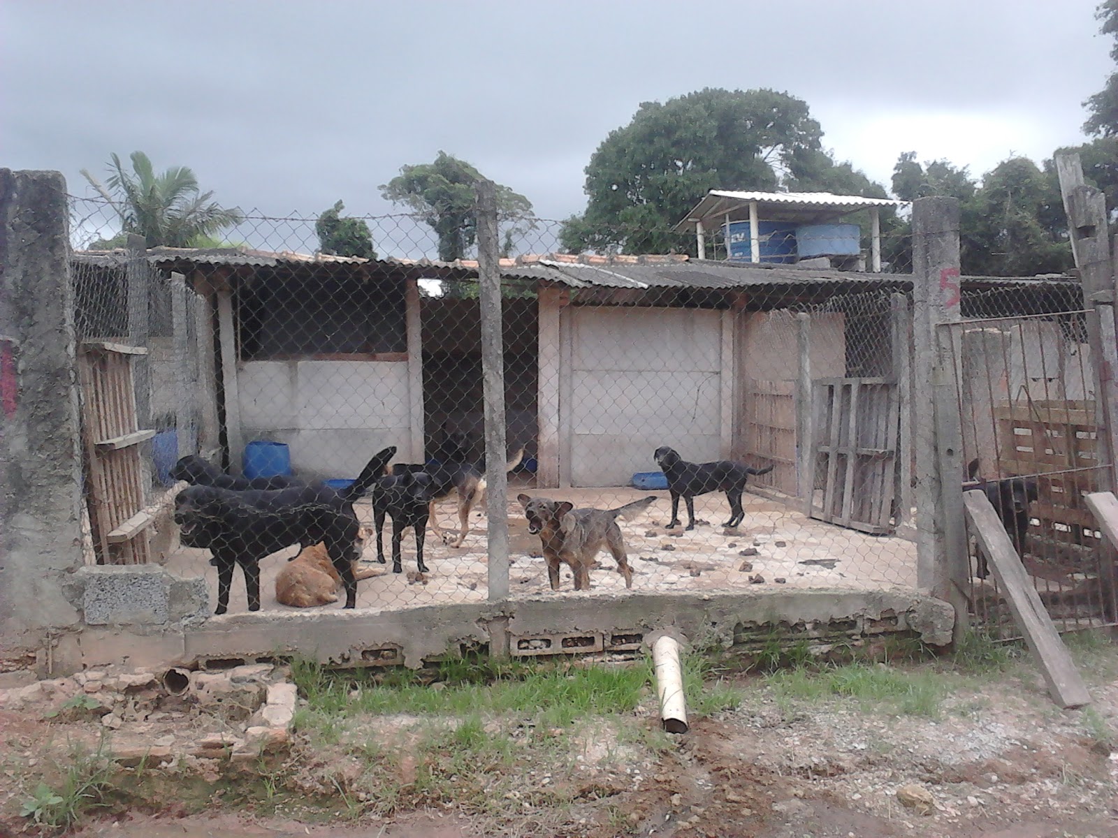 Diário de um canil: Como é o canil!