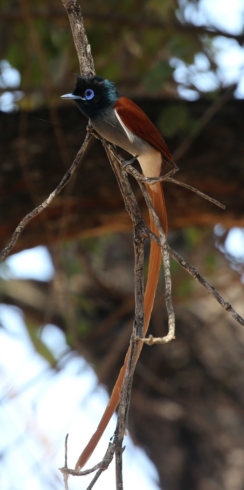 Worldbirder: Clare & Rowan's Africa trip!