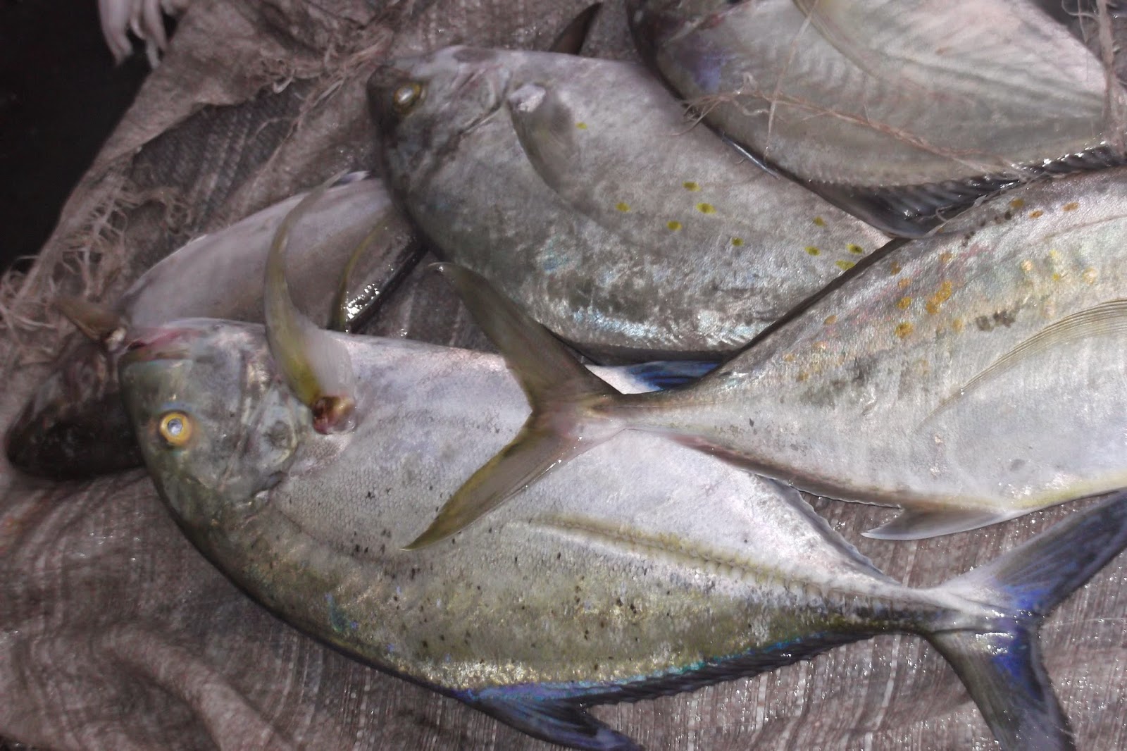 NEGOMBO SEAFOODS: KAHA PARAW