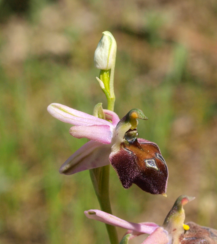 Flora and fauna of Cyprus: A week in the Akamas. Ophrys elegans, a Tree ...
