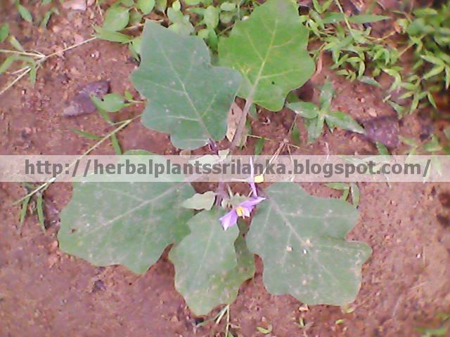 SOLANUM MELONGENA -එළබටු