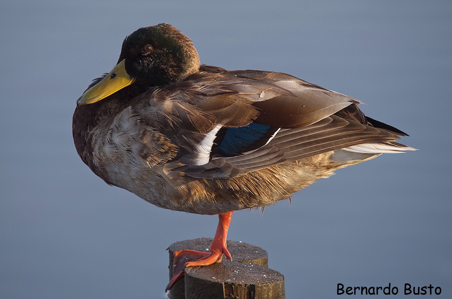 RÍA DE LA VILLA: Una de Patos