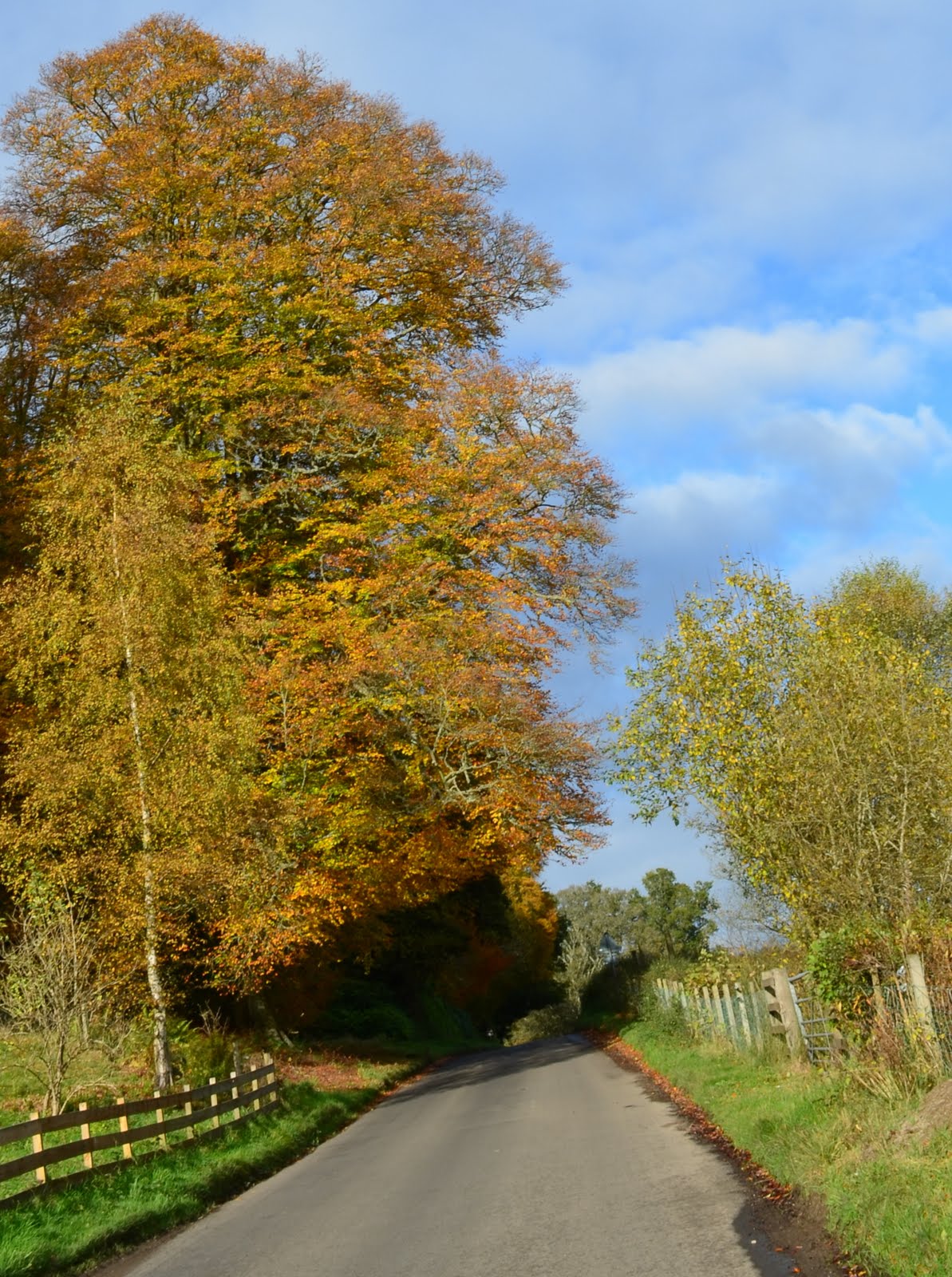 Tour Scotland: Tour Scotland Photograph Autumn Trees Country Road ...