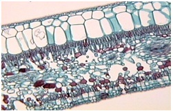 suryani's bLog: LAPORAN PRAKTIKUM ANTUM (ANATOMI DAUN)