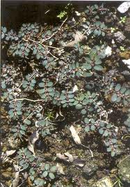 Tanaman Obat Patikan Cina | Tanaman Obat