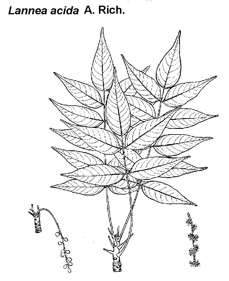 SEYILAABE HTKM: La chronique du mardi au jardin botanique: le Lannea acida