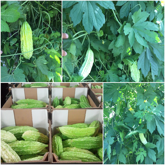 Westlandpeppers: Nieuw bij westlandpeppers sopropo of bitter gourd