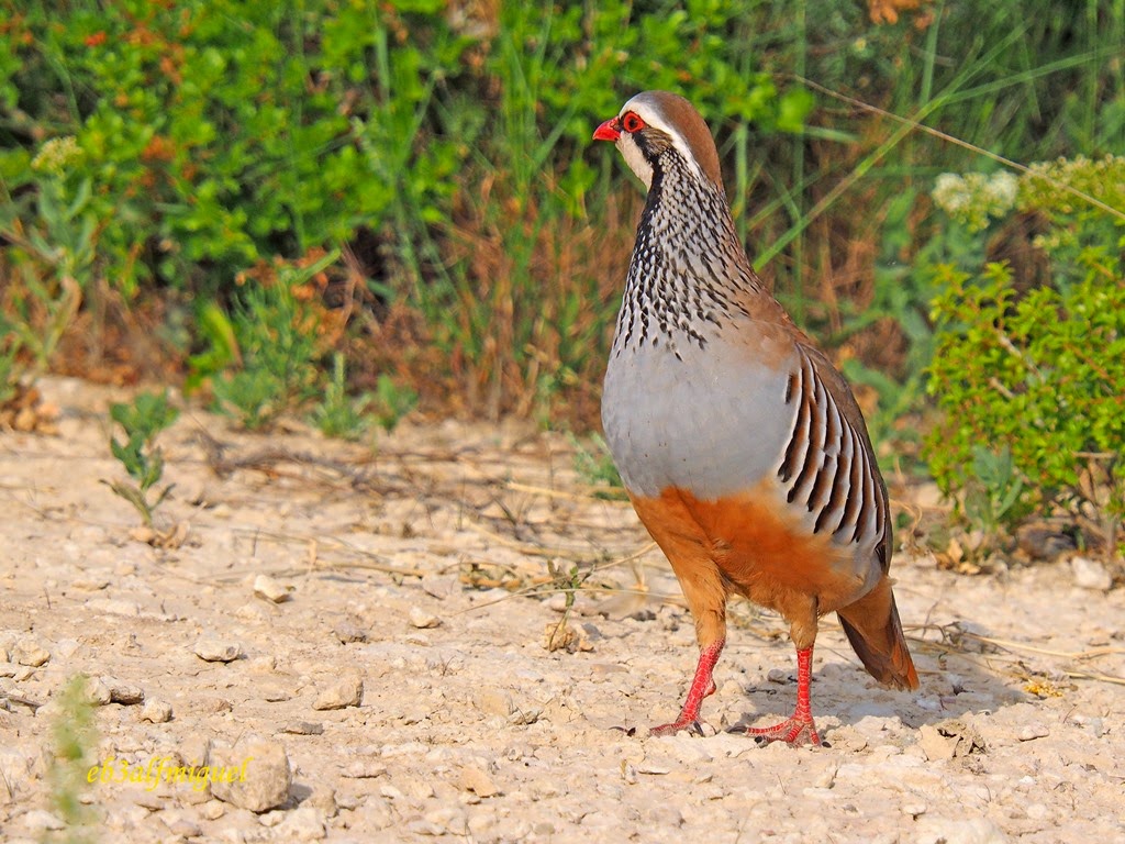 MIS AMIGAS LAS AVES: Perdiz roja (Alectoris rufa)