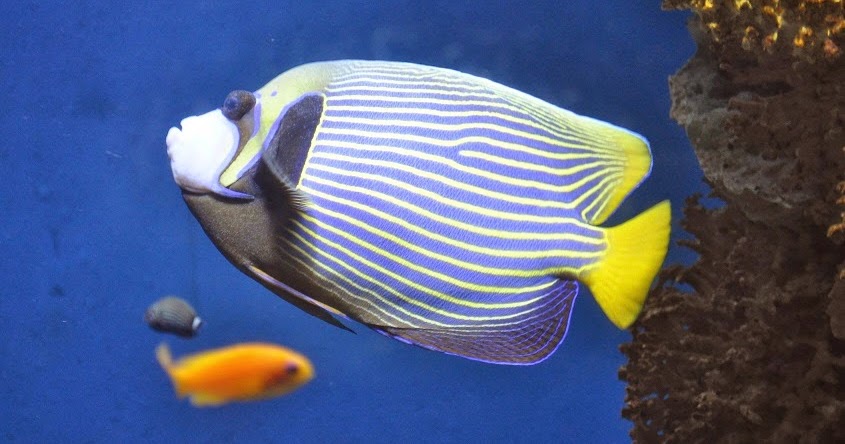 ZOOTOGRAFIANDO (6.100 ANIMALS): PEZ ÁNGEL EMPERADOR / EMPEROR ANGELFISH ...