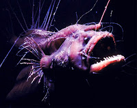 About alberto de leon: The animals that rules the abyss near the ocean ...