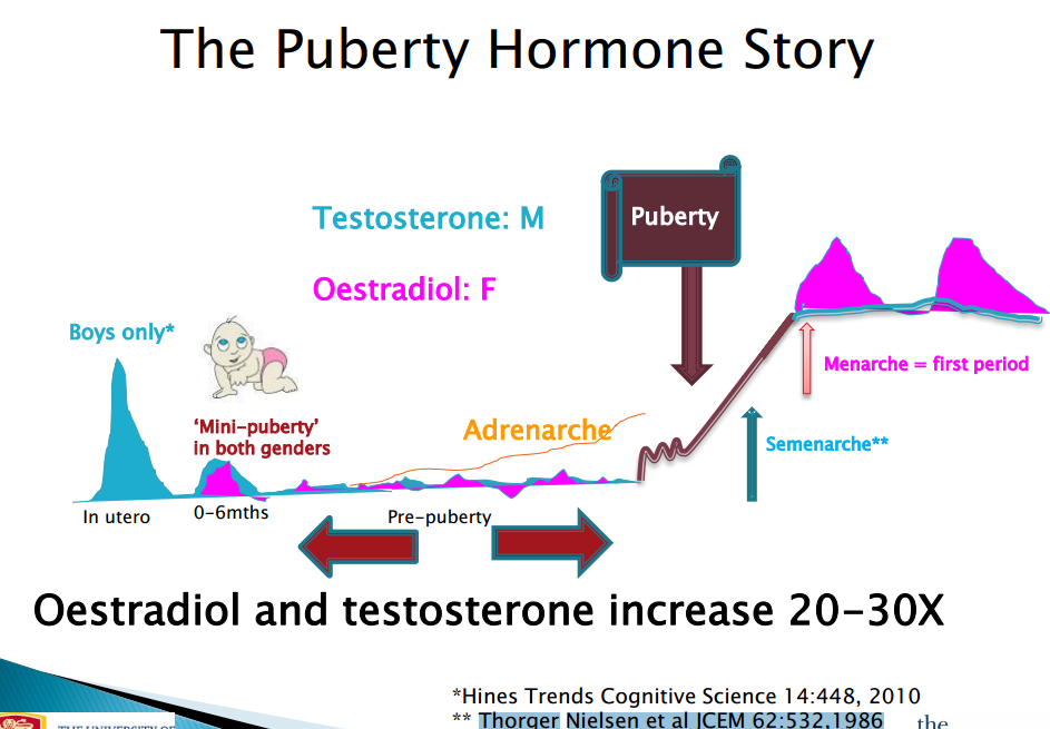 The myth of the toddler testosterone surge