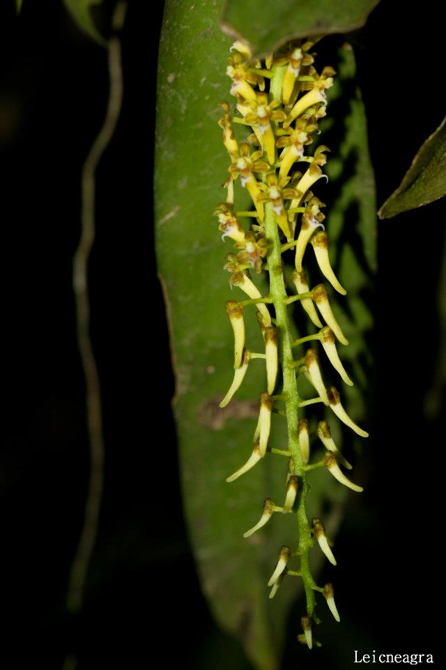 Wild orchids in sumatra: Malleola culicifera (Ridl.) Garay, 1972