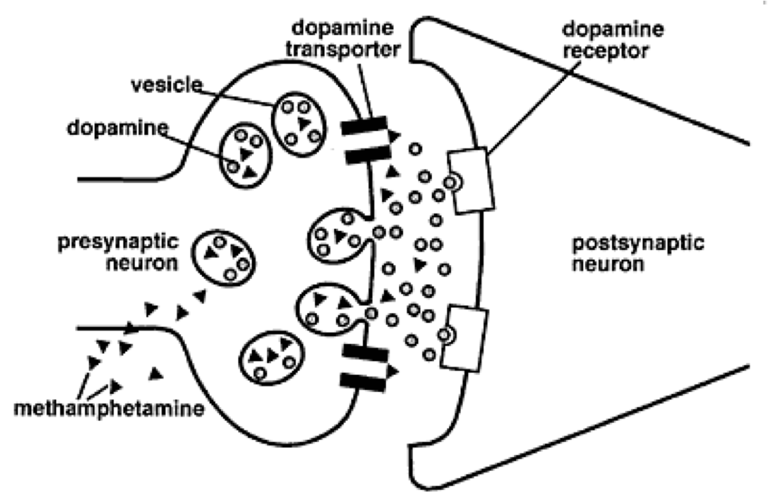 Honors Biology @ Lawrenceville: December 2011
