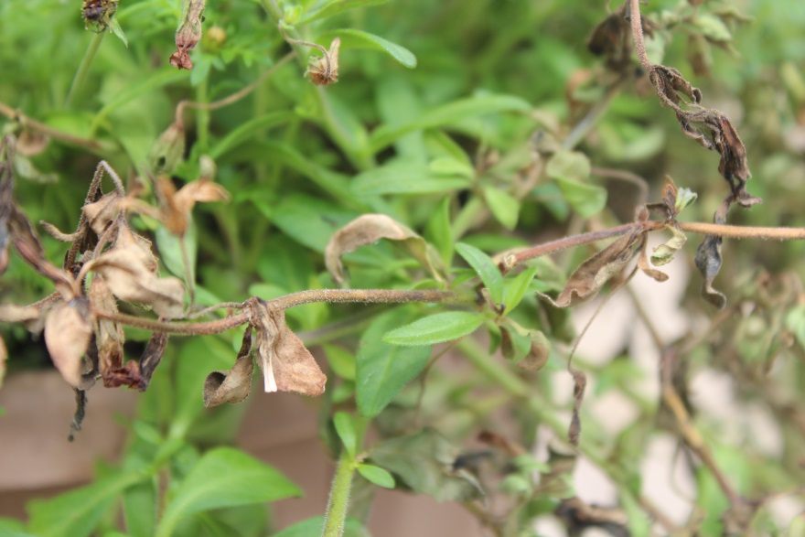 UK - Diseases of Fruit Crops & Ornamentals: Aerial Blight Infections on ...