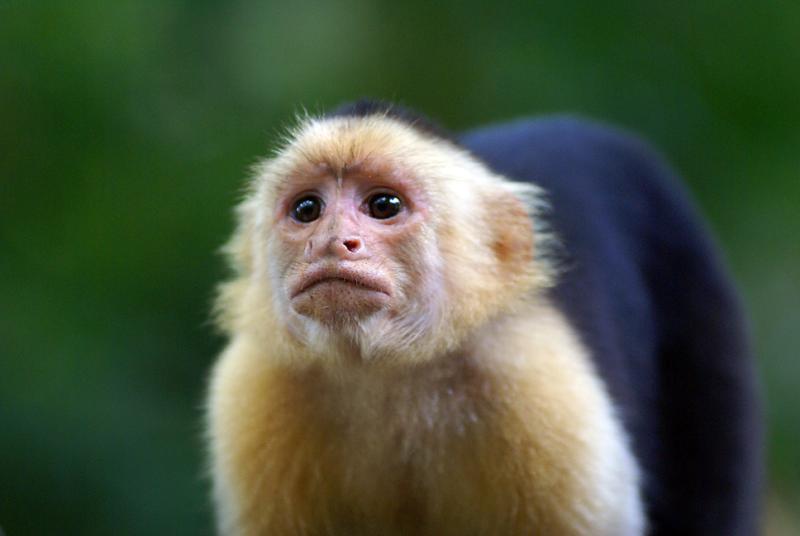 Monos cara blanca - Imagui