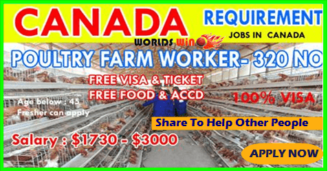 Urgent Vacancy in Chicken Farm at CANADA - APPLY NOW - Worldswin: jobs ...