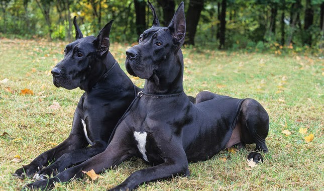 Great Dane Dogs | Amazing Facts & Latest Pictures | All Wildlife ...