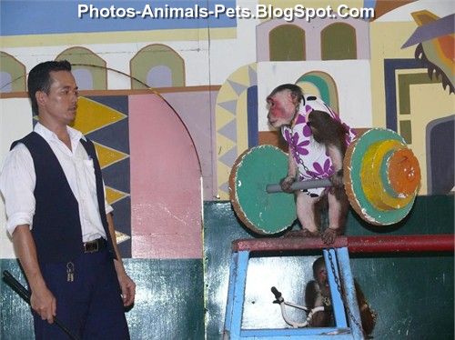 Photos circus monkey | Photos-Animals-Pets.BlogSpot.com