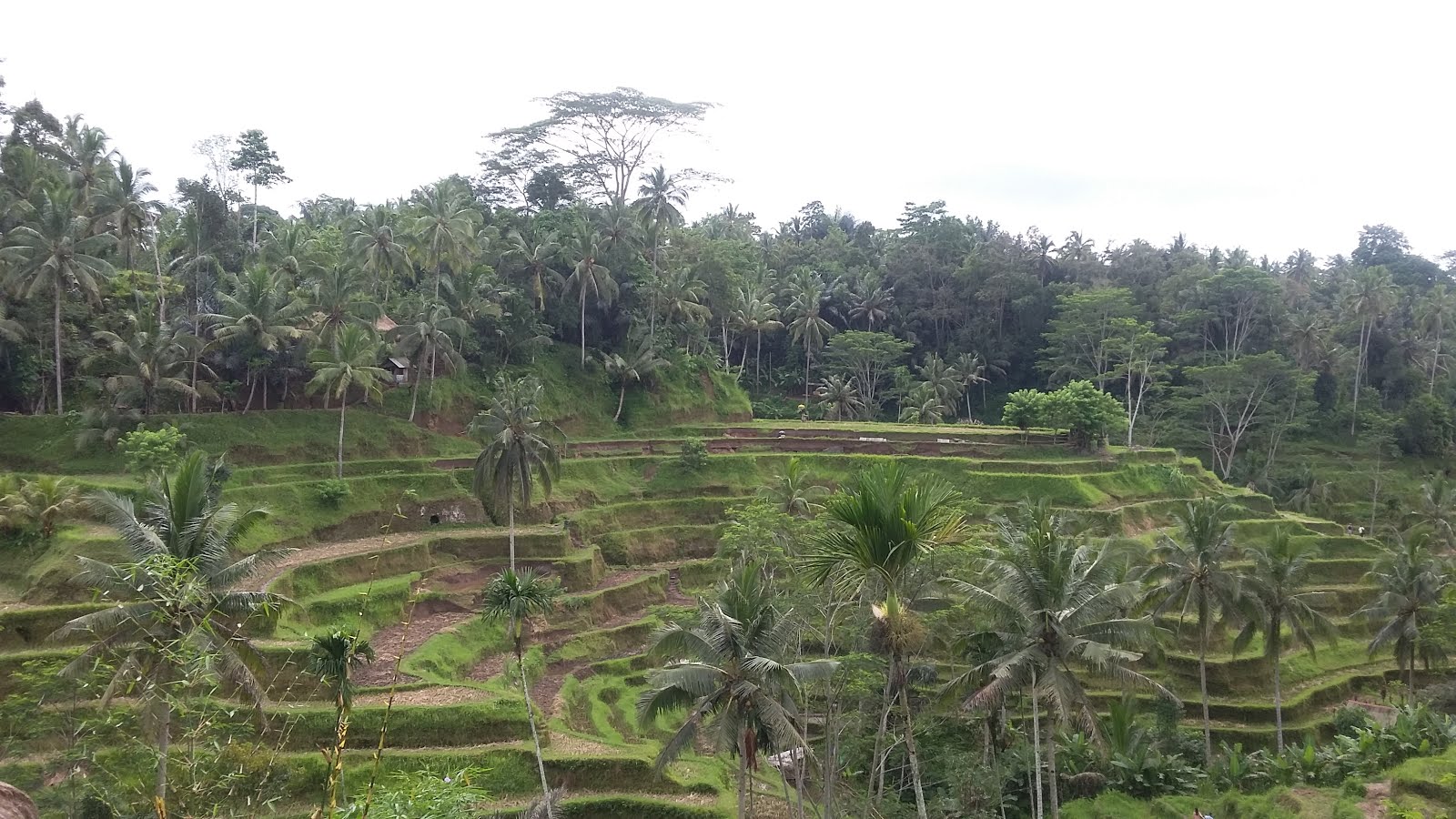 Famoso Bali's Place : Terasering Sawah Tegalalang Ubud Bali