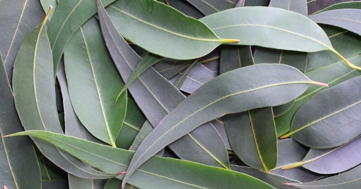 Eterična olja: Eterično olje evkalipta - Eucalyptus globulus