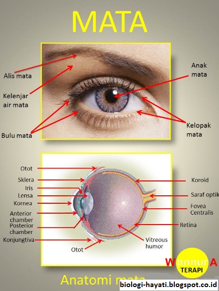 Pengertian, Anatomi dan Fisiologi pada Indera Penglihatan
