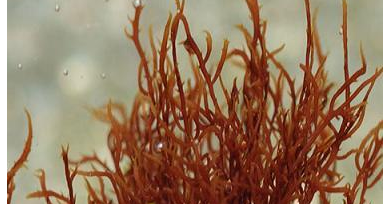 Klasifikasi Protista mirip tumbuhan (Alga): Rodhophyta (Alga Merah ...