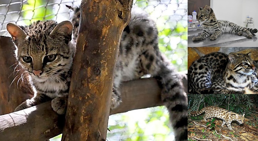 Blog do M@rcondes: Cientistas brasileiros descobrem nova espécie de ...