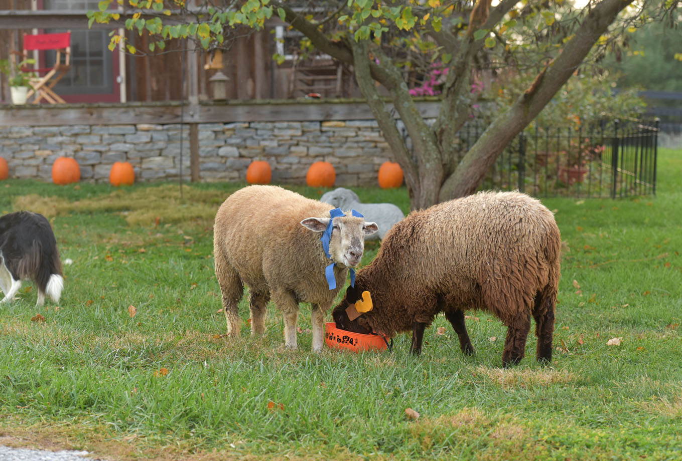 Punkin's Patch: Sheep Trick Or Treat