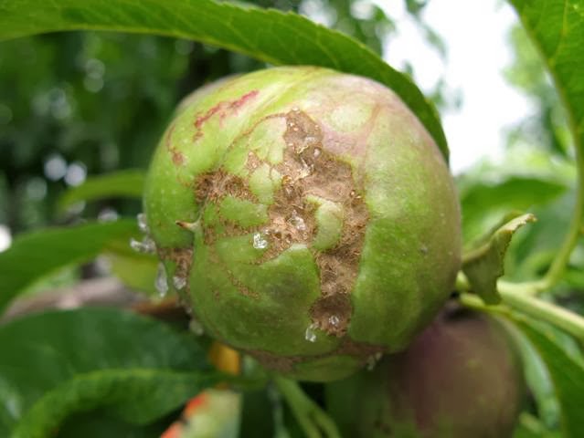 Xtremehorticulture of the Desert: March and April Fruit Tree Todo List