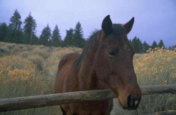Top Celebrity Ready To Be Put Out To Pasture top-celebrity-ready-to-be-put-out-to-pasture