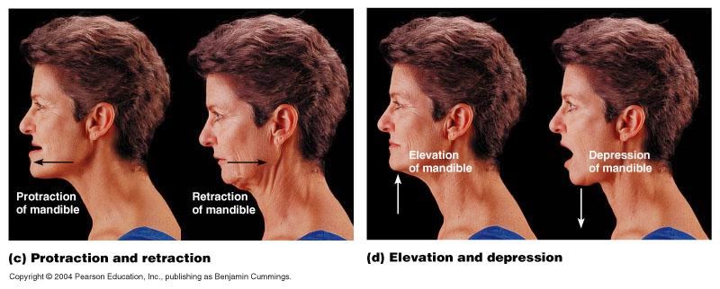 Elevation And Depression Anatomy Review Body Movement - vrogue.co