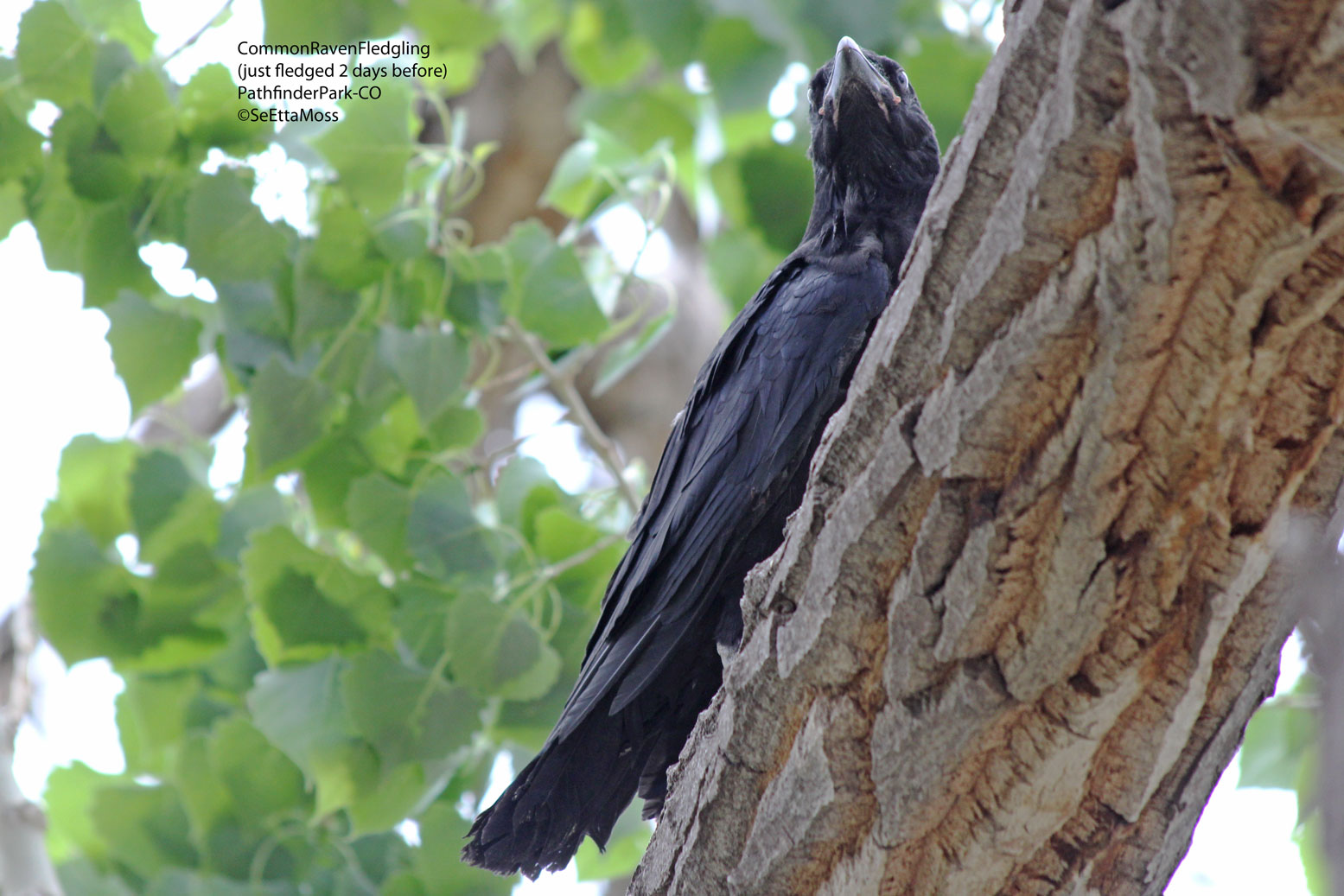 Recently fledged Common Raven