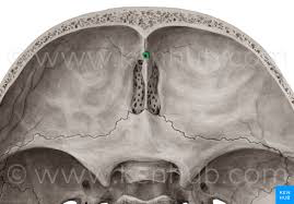 Asymmetry of the Modern Human Endocranium: Placing the fixed landmarks ...
