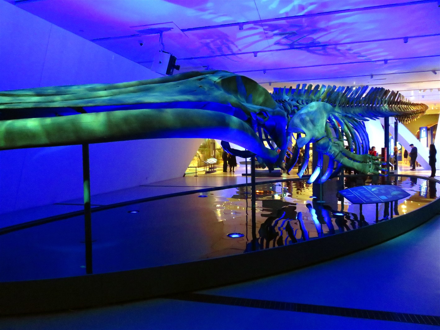 The World of Gord: Out of the Depths, The Blue Whale Exhibit at the ROM