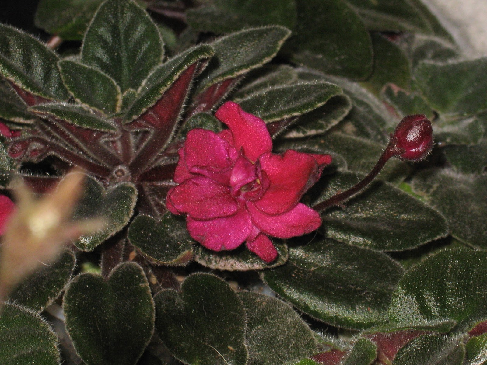 Shanti's African violets: Featured Violet: Precious Red