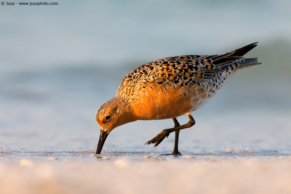 Argentina nativa: Playero rojizo (Calidris canutus)