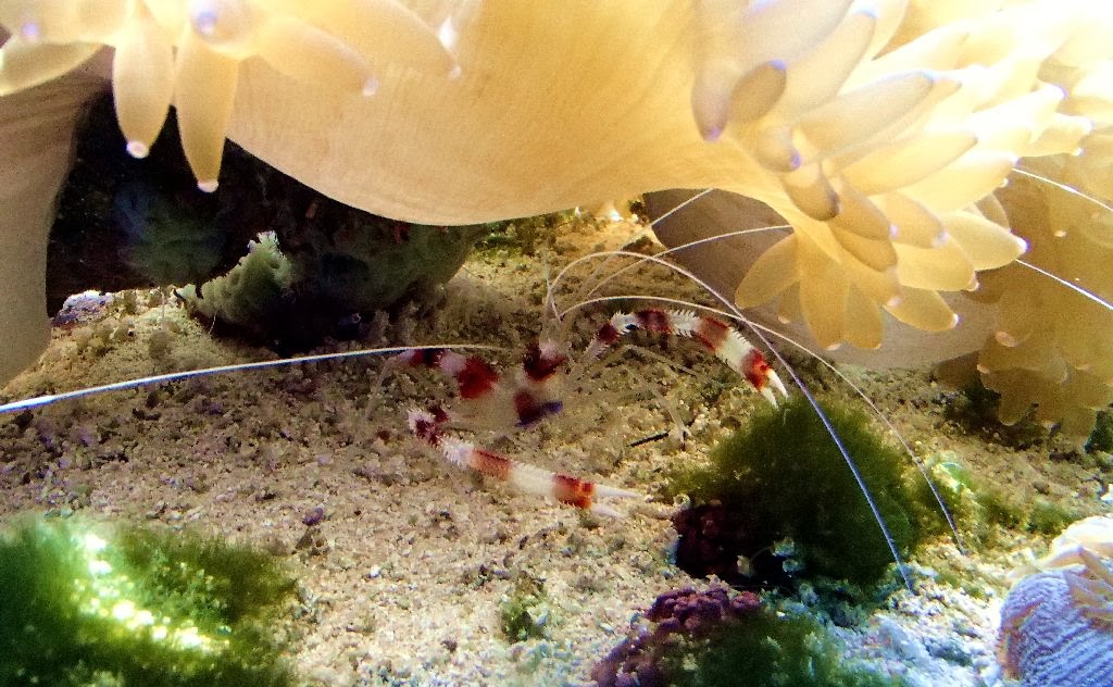 Cruise of the Ladybug: Noumea Aquarium Pics