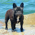 French Bulldog or Frenchie | Australian Dog Lover