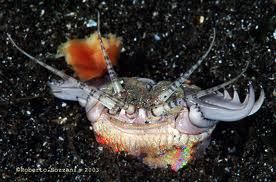 Pesca a mare: Un esca micidiale il verme di rimini(seconda parte)